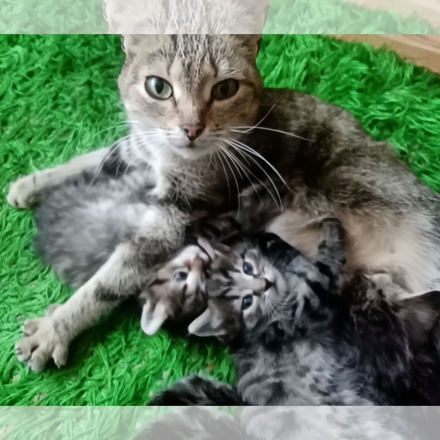 Котёнок в добрые руки