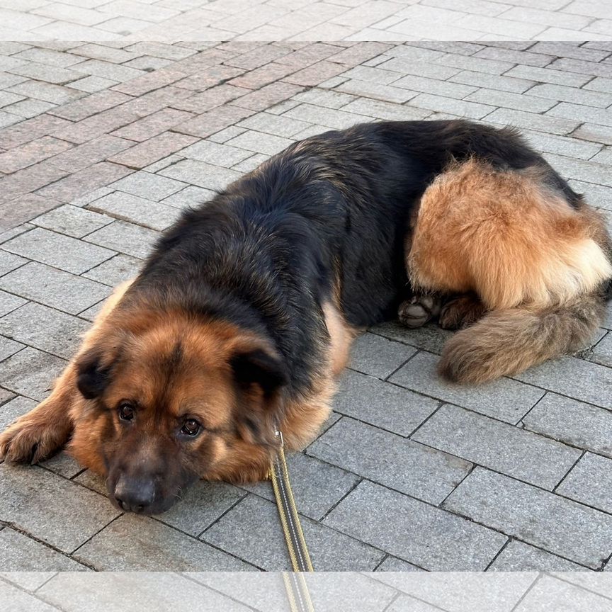 Немецкая овчарка, взрослая собака