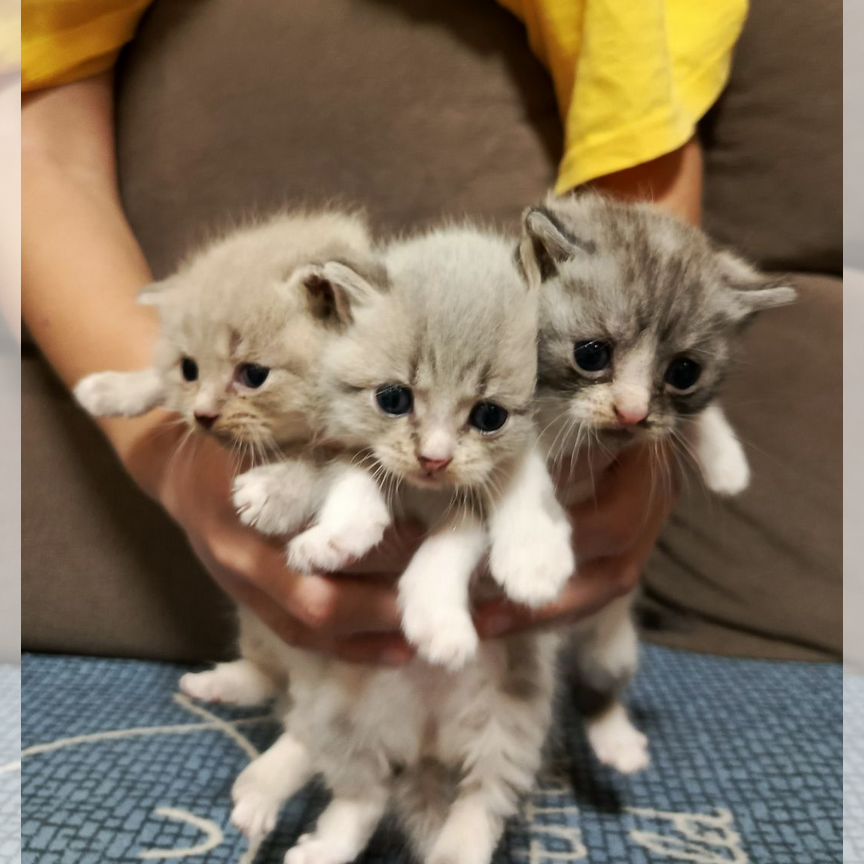 Котята шотландские вислоухие