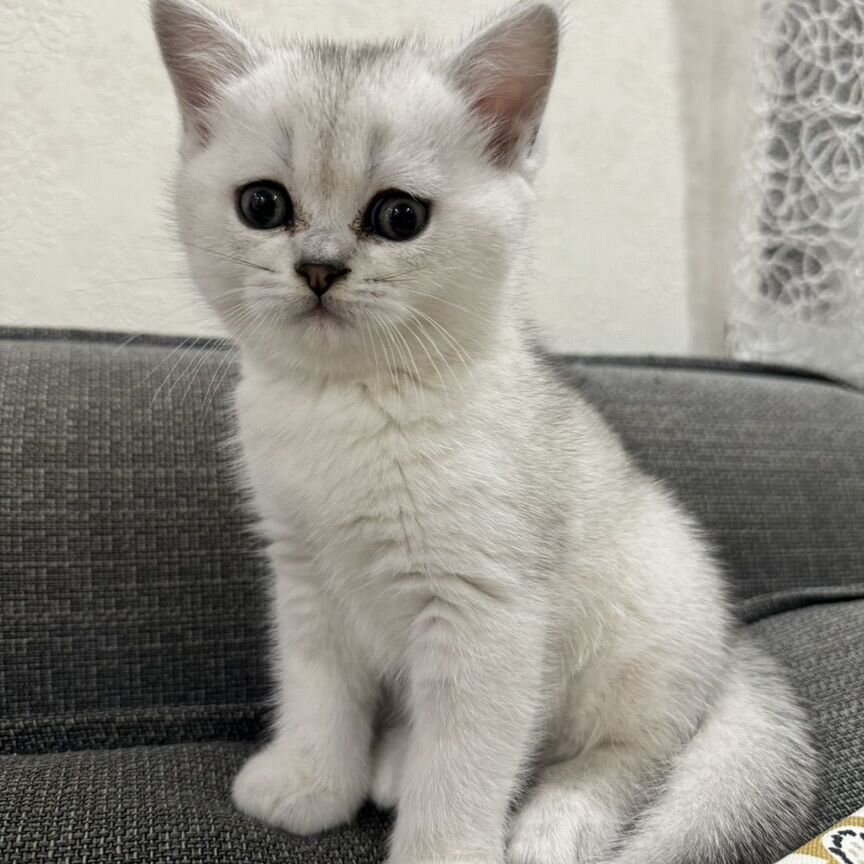 Серебристая шиншилла