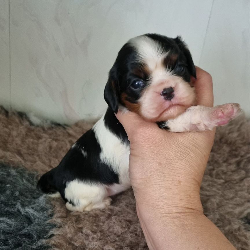 Щенки кавалер кинг чарльз спаниель