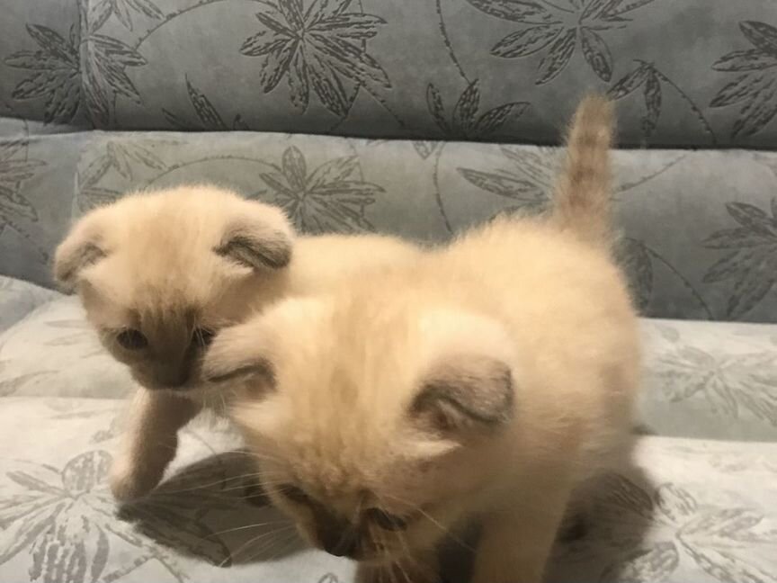Вислоухие котята бесплатно