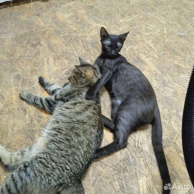 Кот полусфинкс демонический)