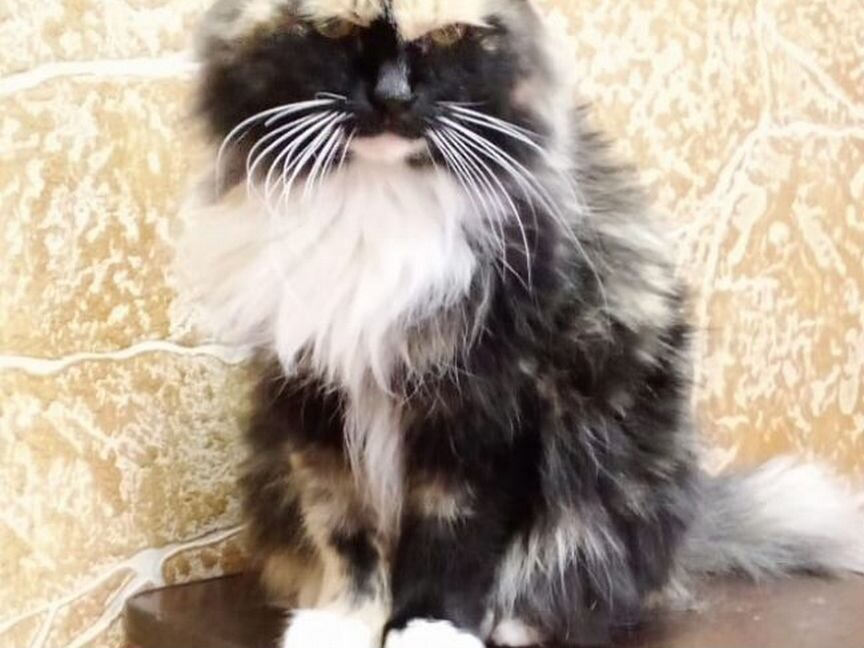Кошка в дар бесплатно, в добрые руки