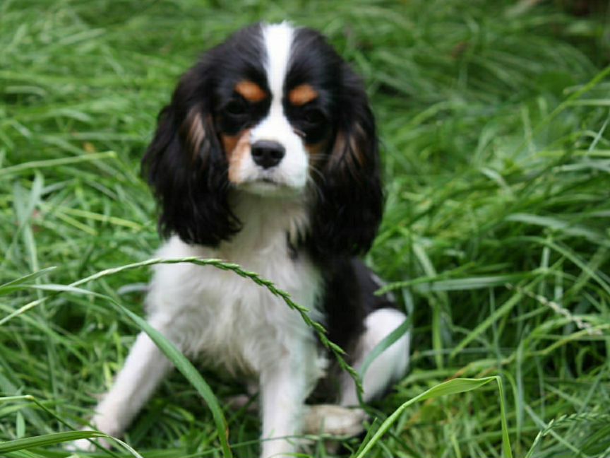 Кавалер Мини Девочка