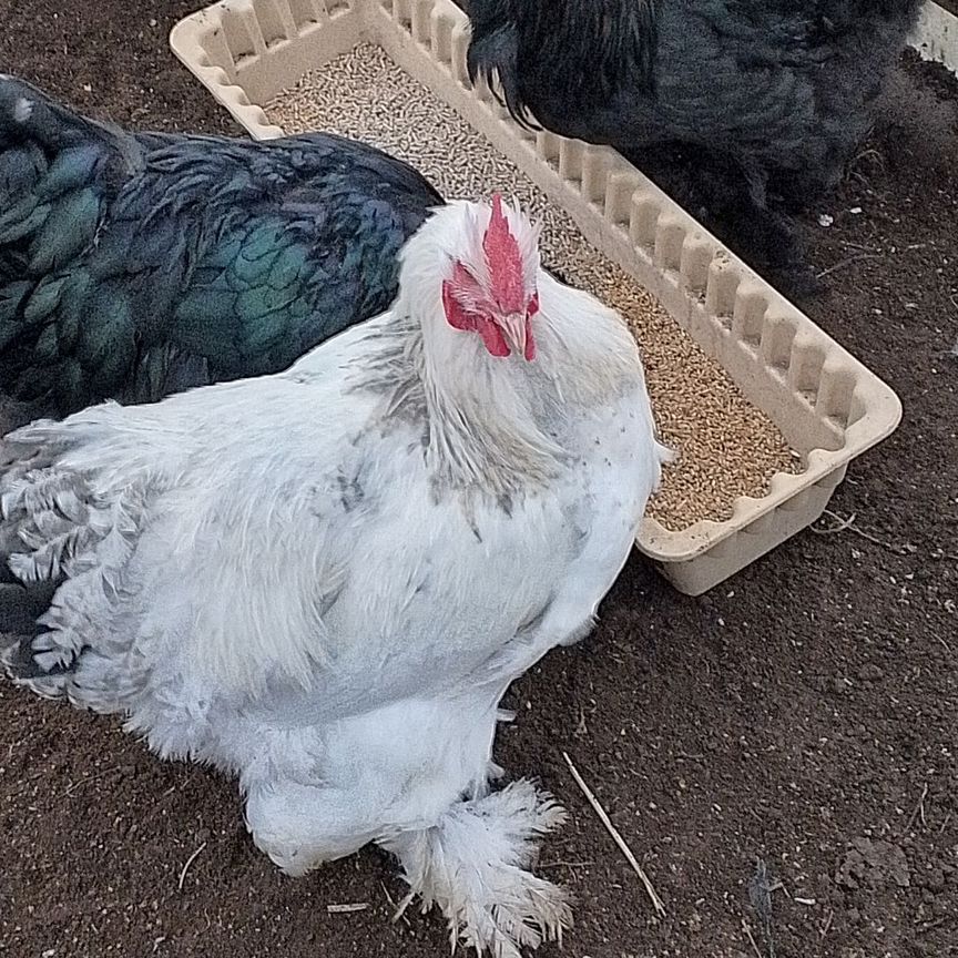 Петухи Кохинхина