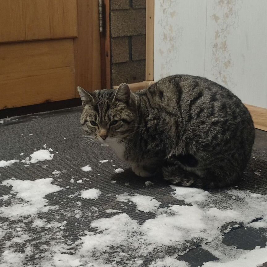 Нашелся кот или кошка