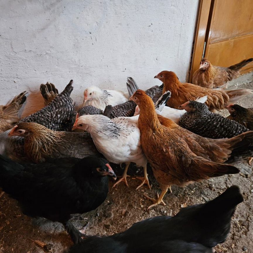 Куры ломан браун, доминант, легорн