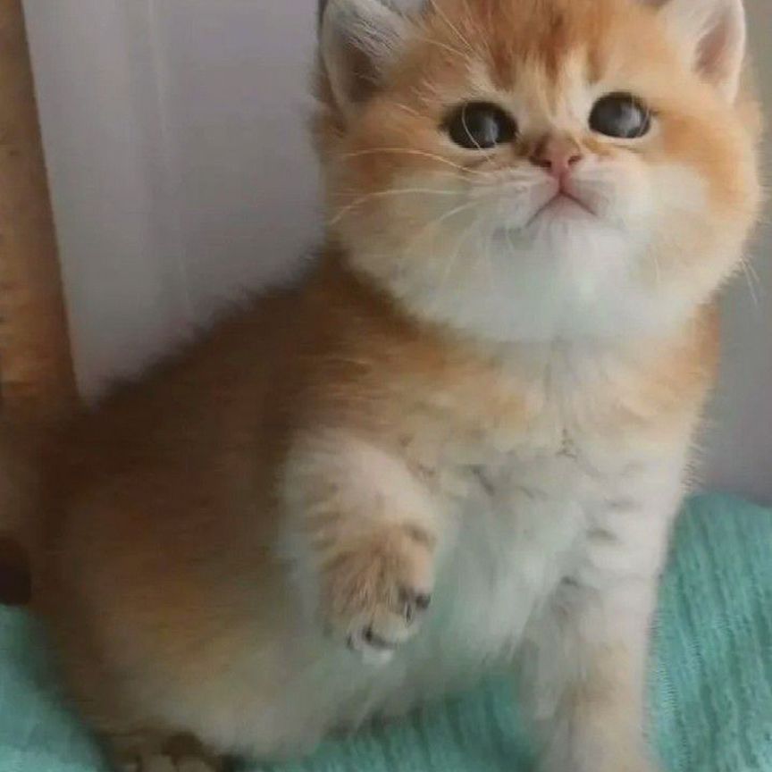 Шотландские золотые очаровашки