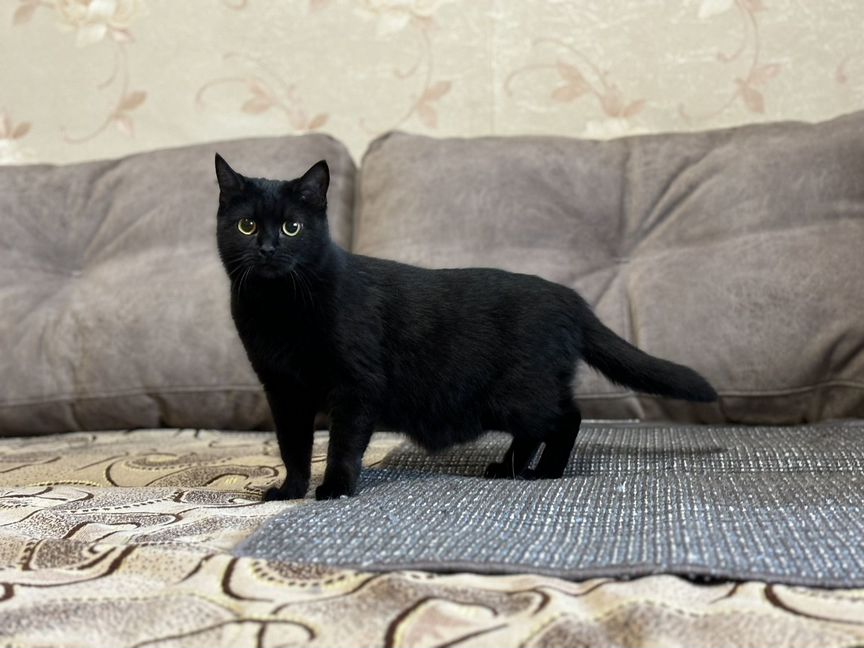 Мася черная пантерка