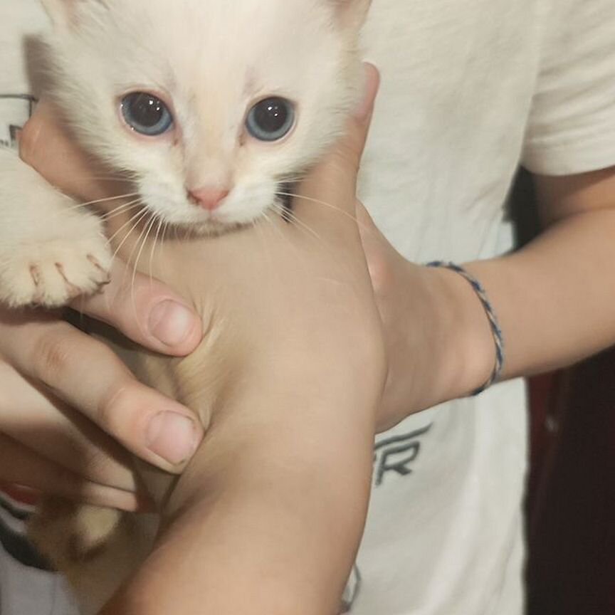 Котенок в добрые руки