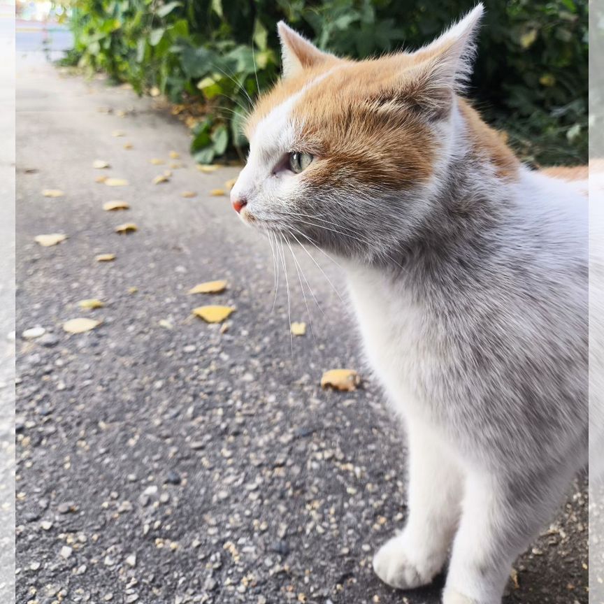 Котик в добрые руки