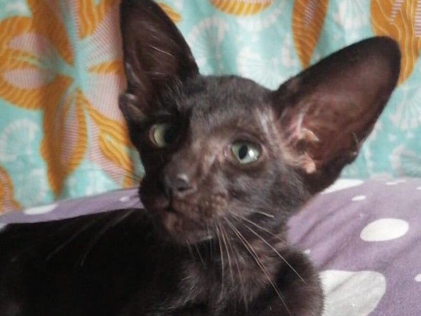 Чёрная девочка ориентальная