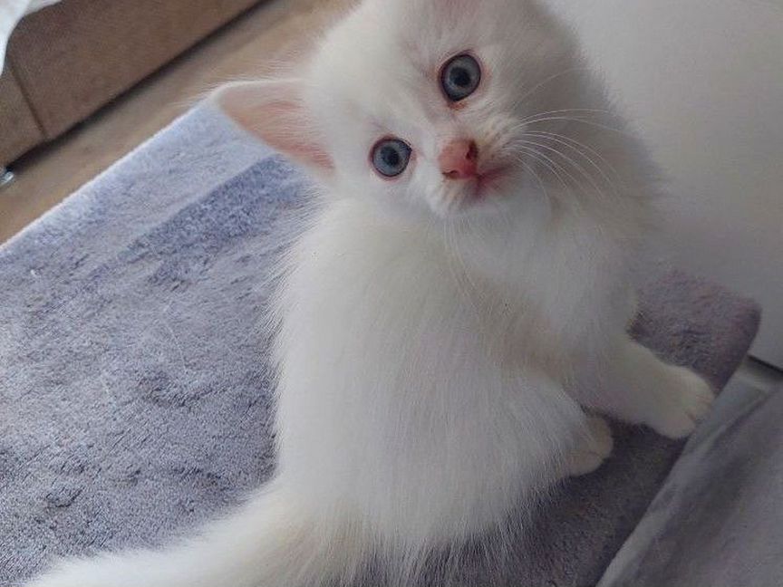 Котик турецкая ангора