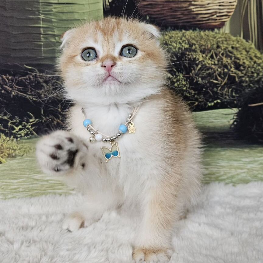 Манчкин котёнок