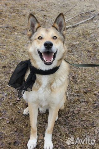 Джоник-активный,общительный песик ищет дом