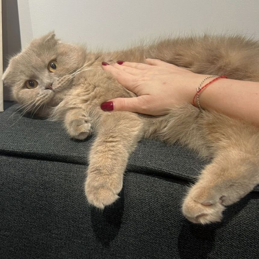 Британская вислоухая кошка