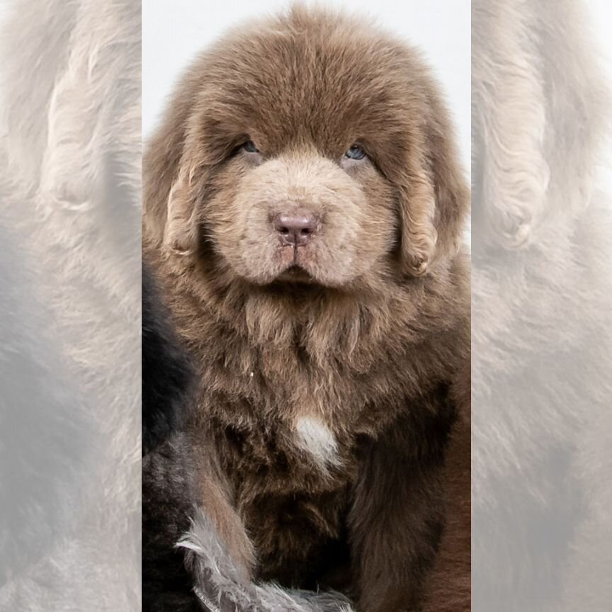 Ньюфаундленд, щенок