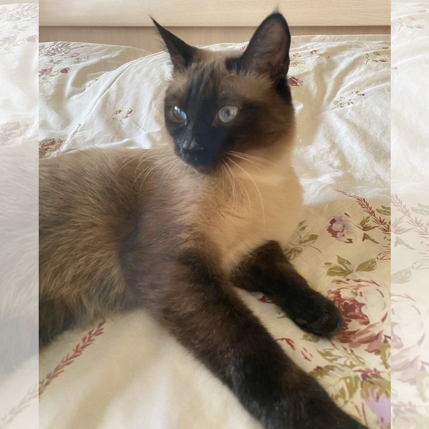 Тайский, взрослый кот