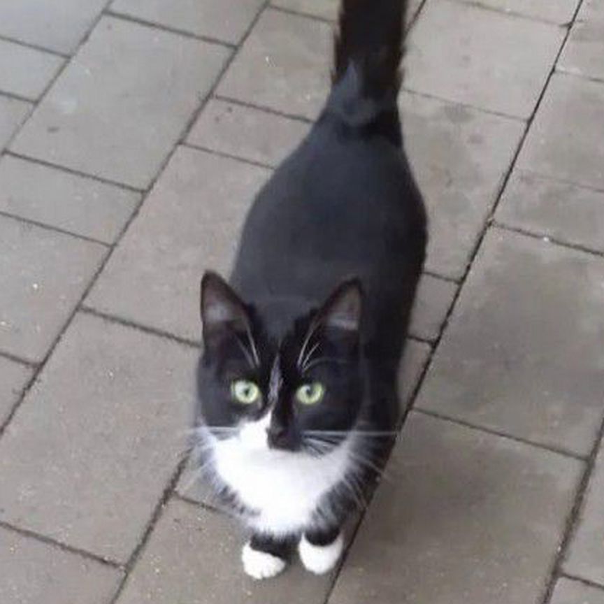 Домашняя кошка вынуждена жить на улице