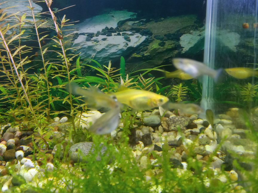 Гуппи самки