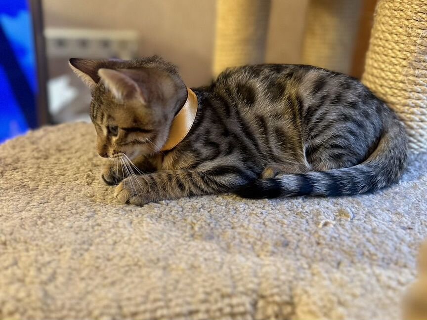 Котята от бенгальской кошки