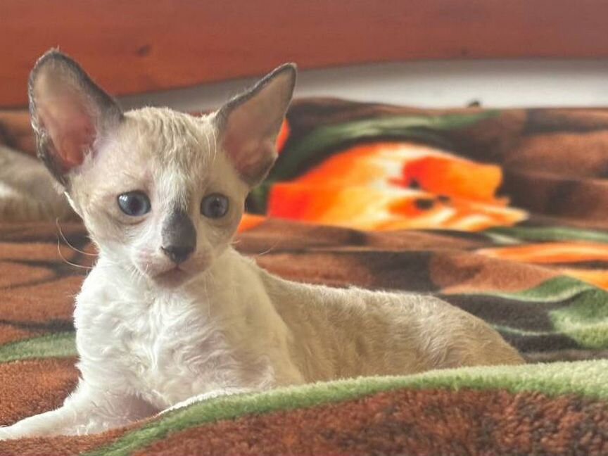 Малыши корниши