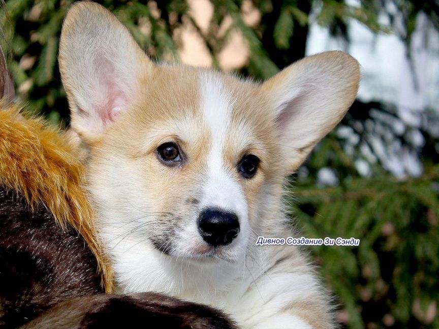 Мальчишка Корги (Вельш Корги Пемброк)