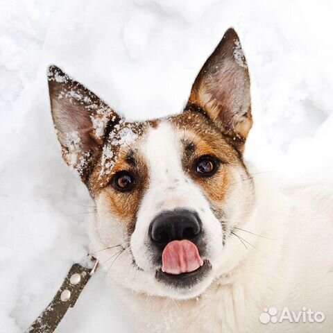 Собачка Ася очень хочет стать домашней