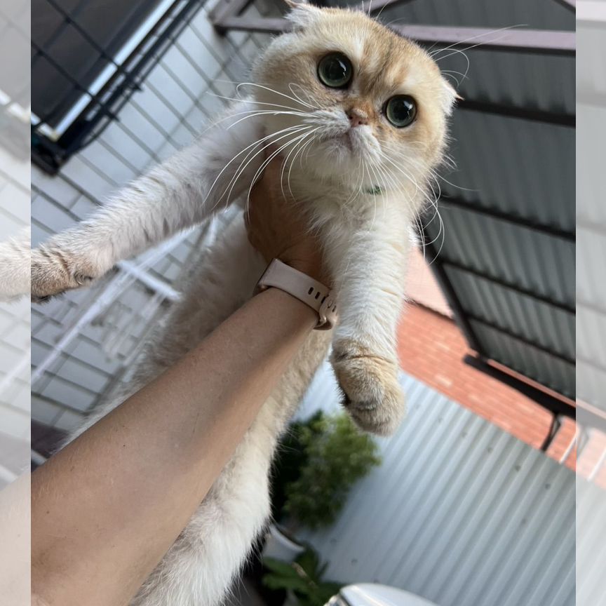 Золотая шиншилла