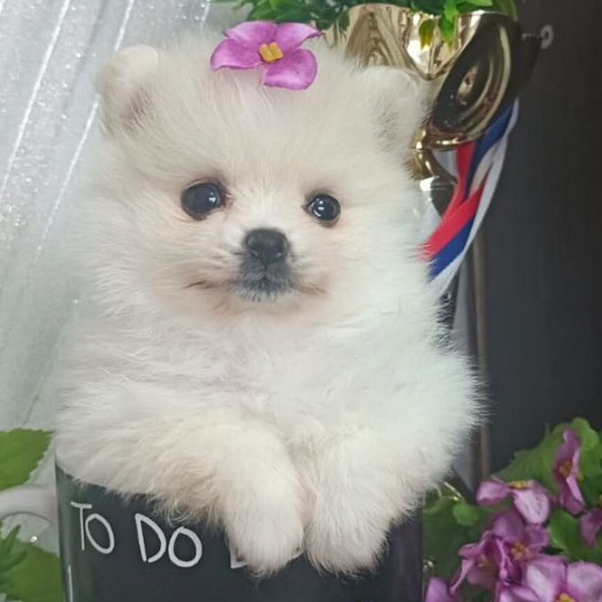 Померанский шпиц с документами, чип
