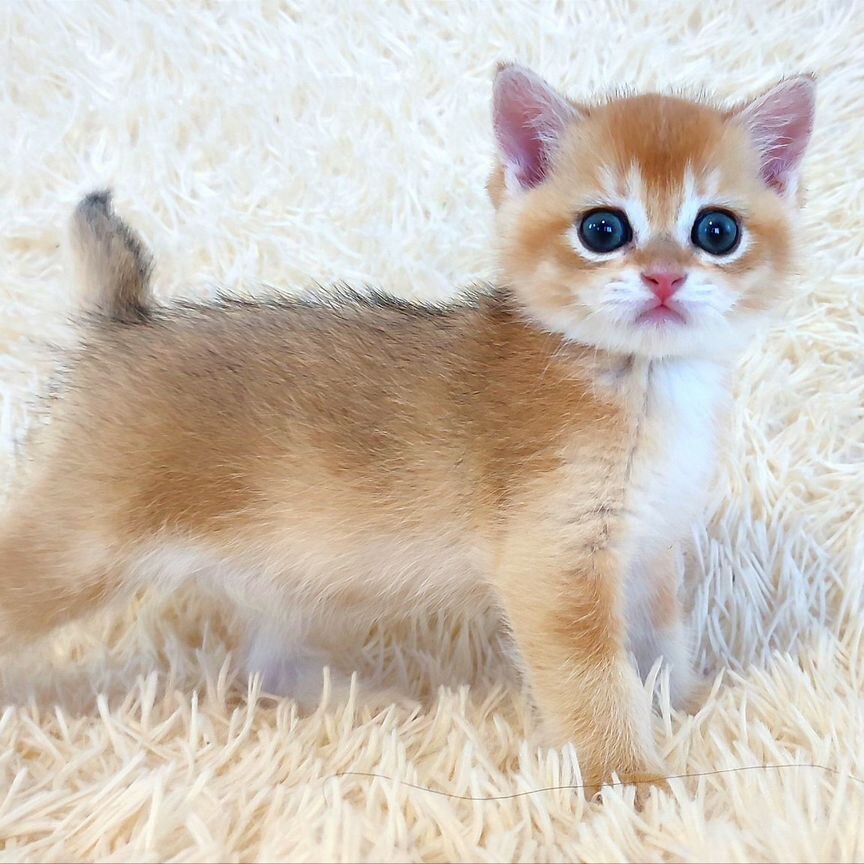 Котята Британской золотой шиншиллы