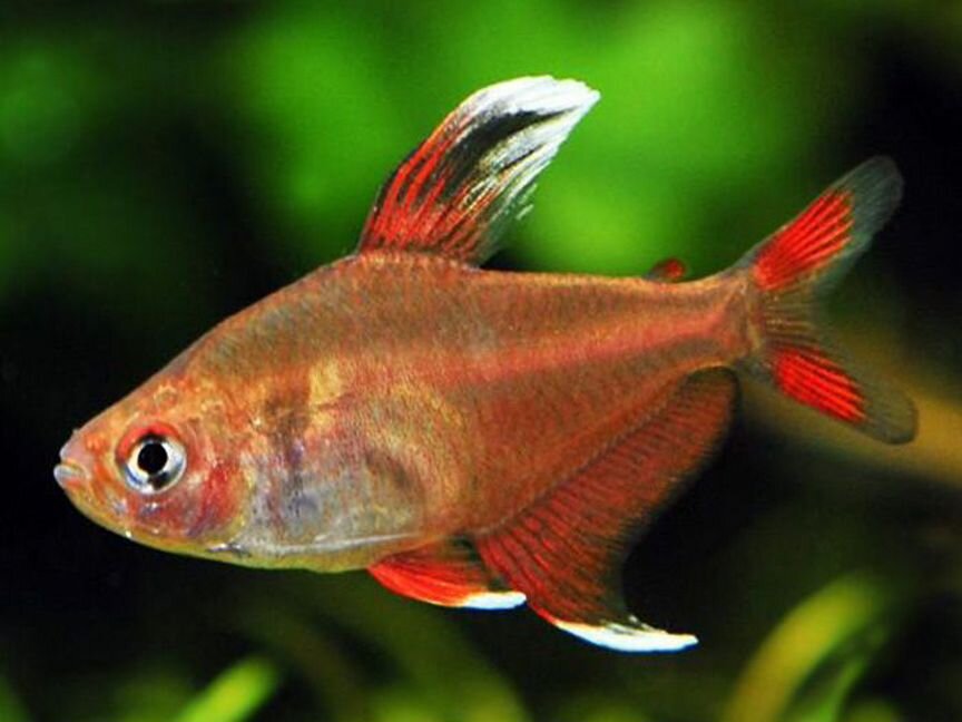 Орнатус белоплавничный