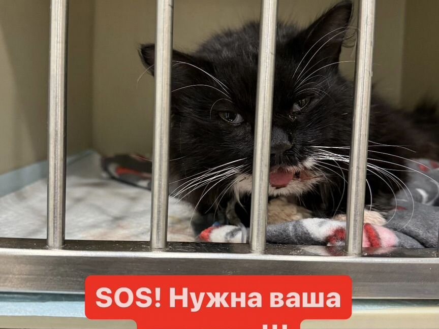 Помогите котику