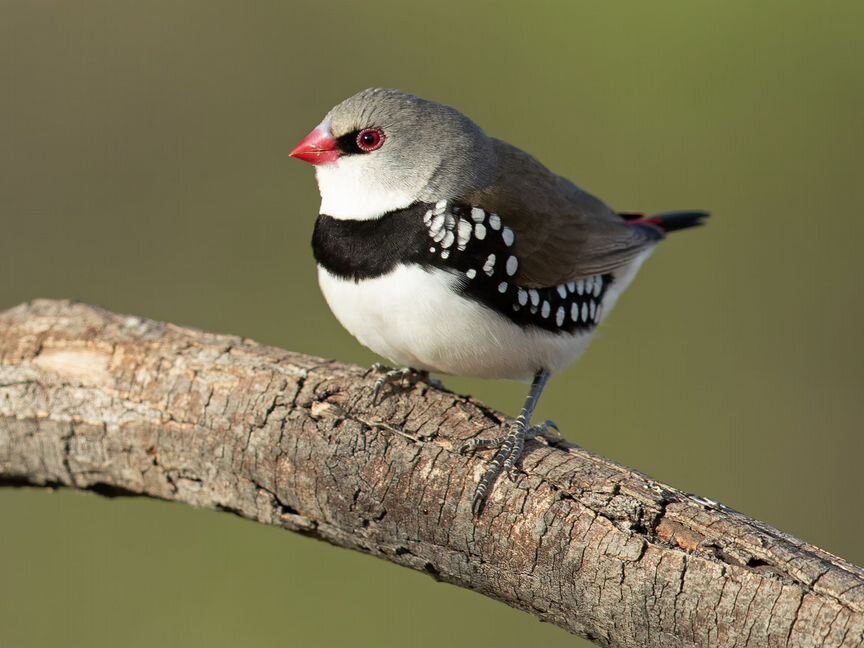 Бриллиантовая амадина