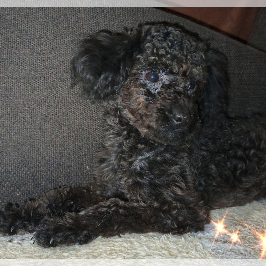 Той-пудель, щенок