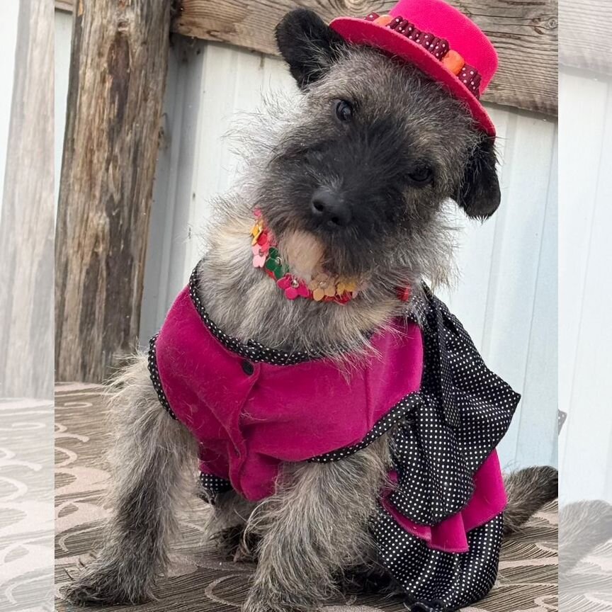 Взрослая собака в добрые руки