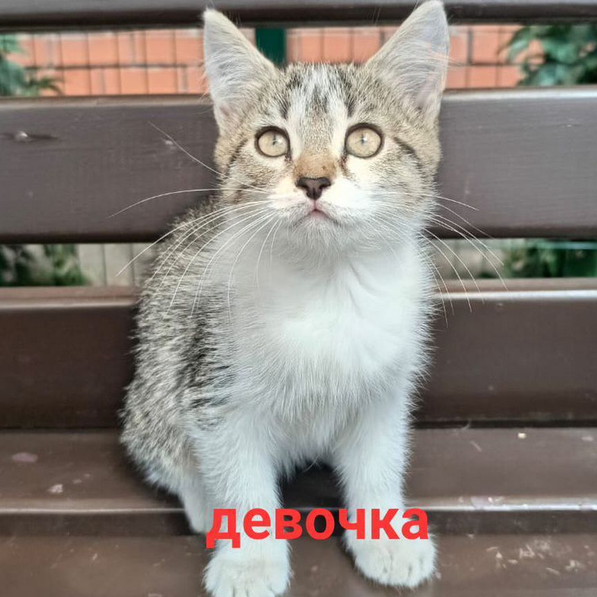 Котята тайские