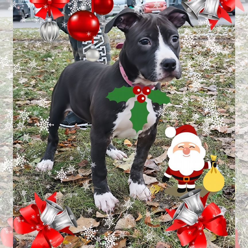 Американский стаффордширский терьер, щенок