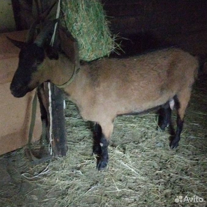Коза дойная чешская