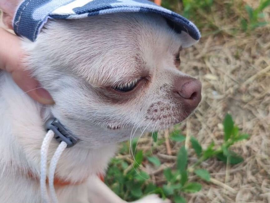 Кепка для собак