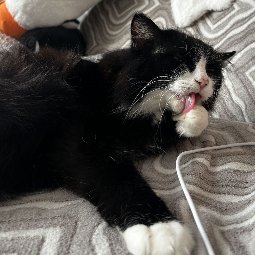 Взрослый кот в добрые руки