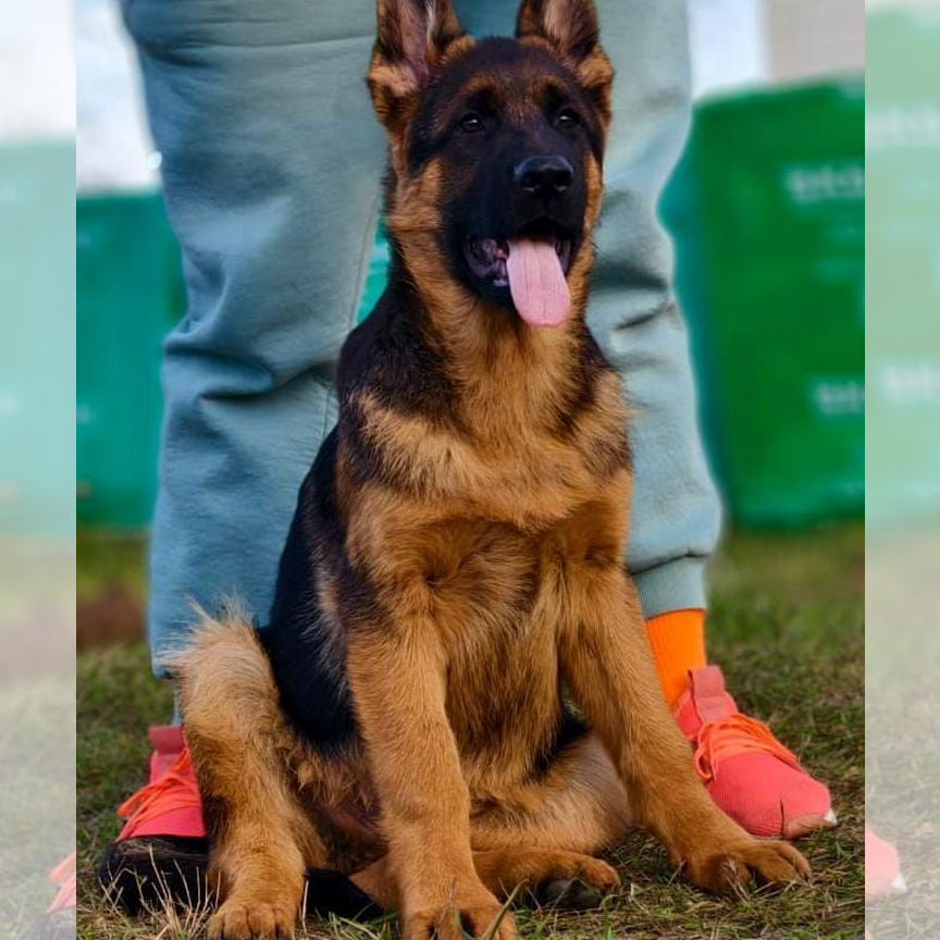 Немецкая овчарка, щенок