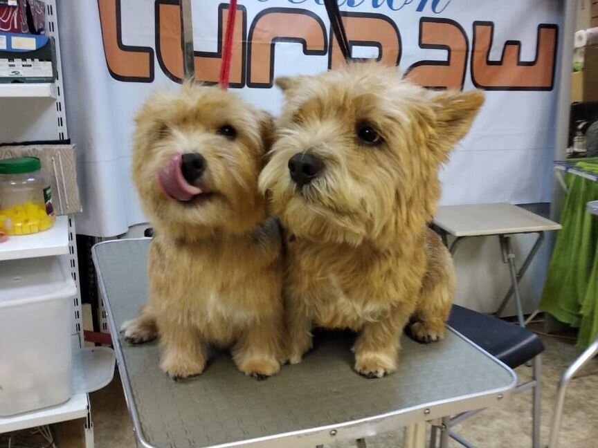 Щенки Норвич-терьера