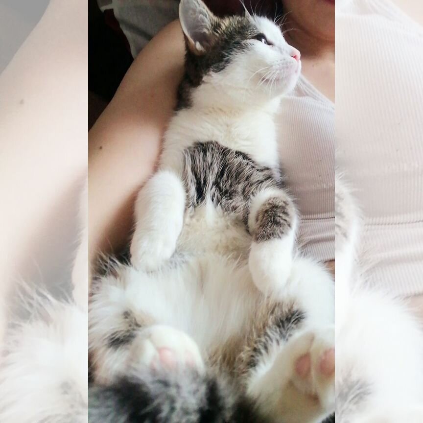 Молодая кошечка 1,года Рада