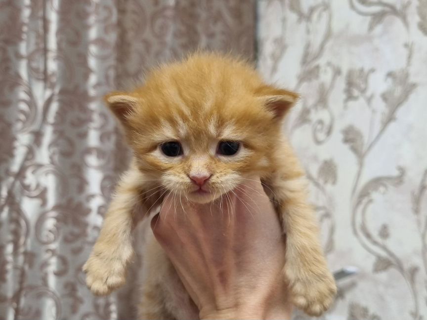 Солнечные котята