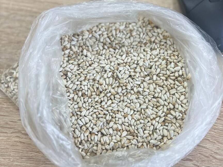 Семечка сафлор