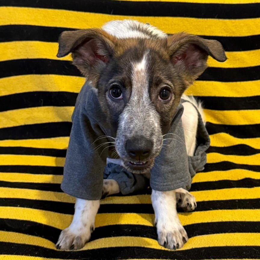 Щенок Джин в добрые руки