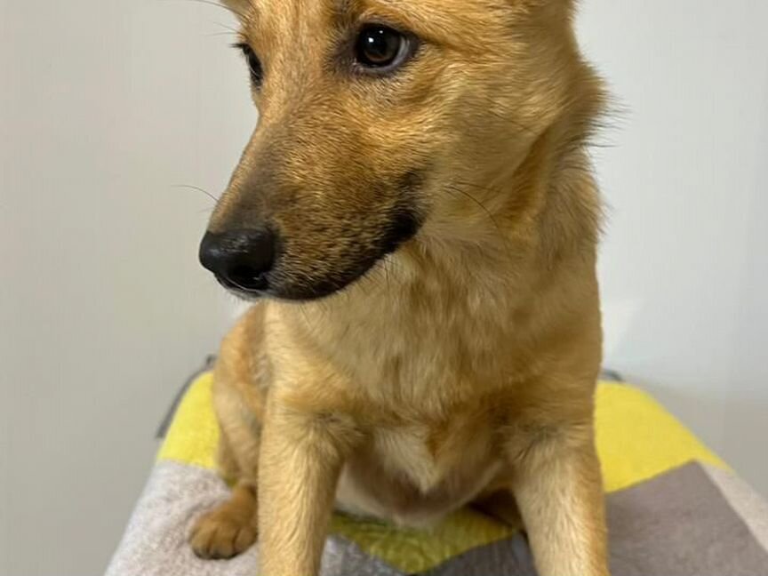 Собака девочка некрупная в добрые руки бесплатно