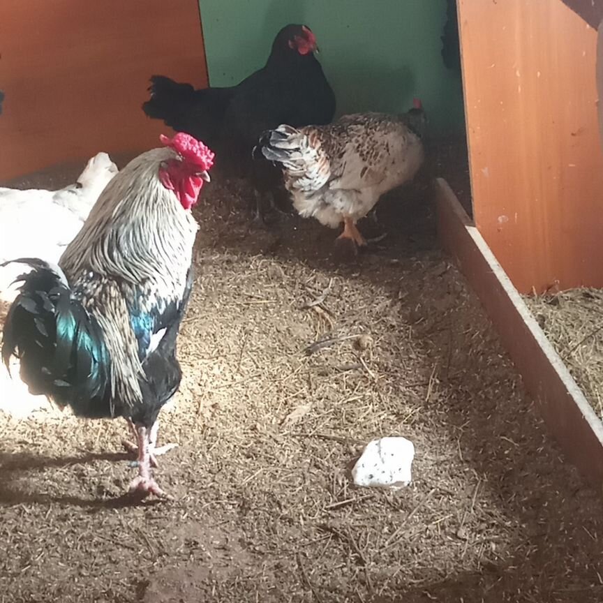 Продам своих цыплят